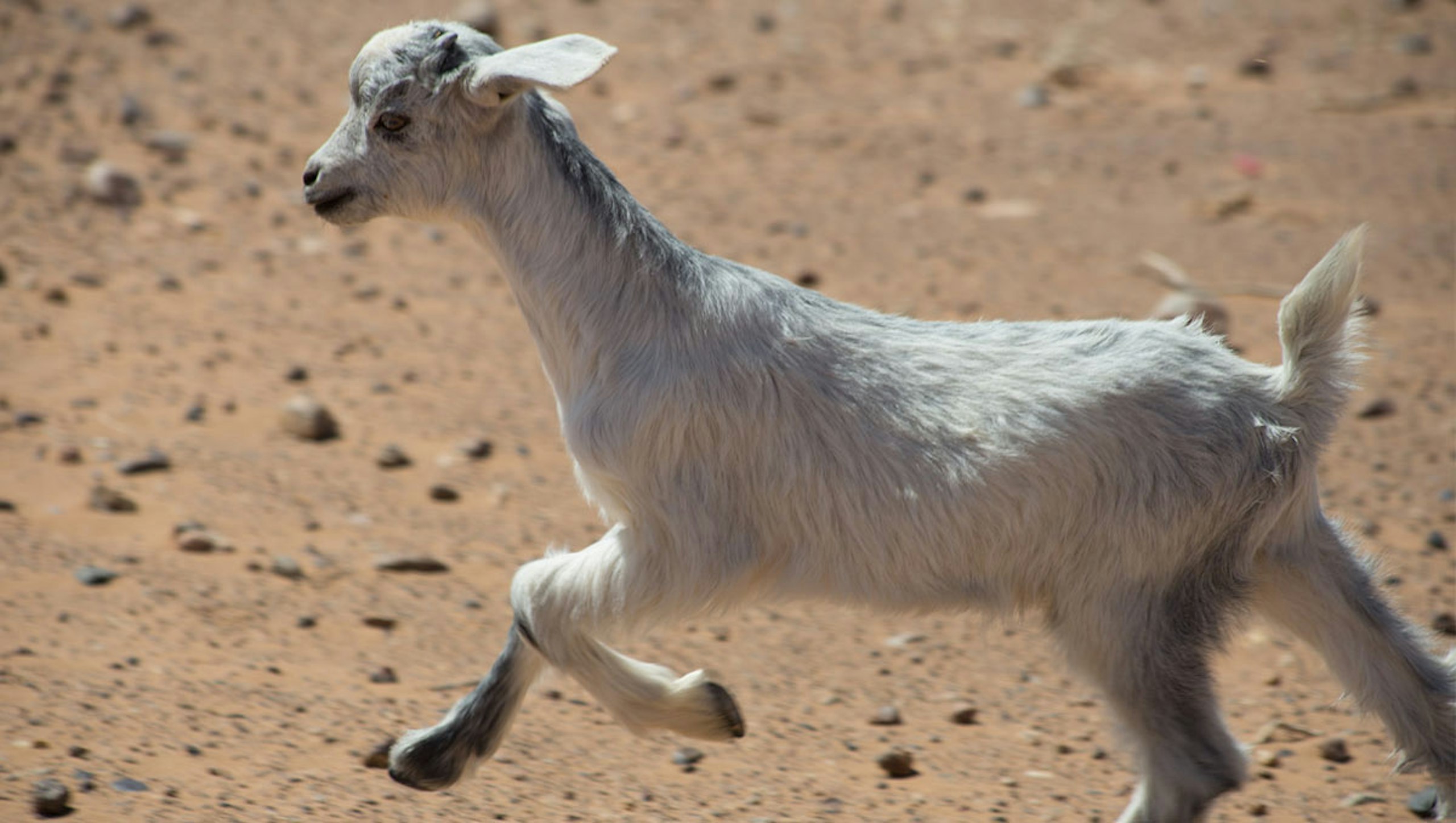 The Ultimate Scapegoat - Jews for Jesus